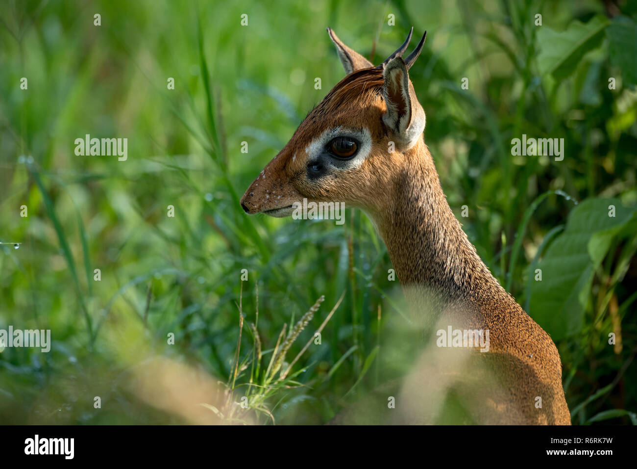 Dik dik standing in grass hi-res stock photography and images - Alamy