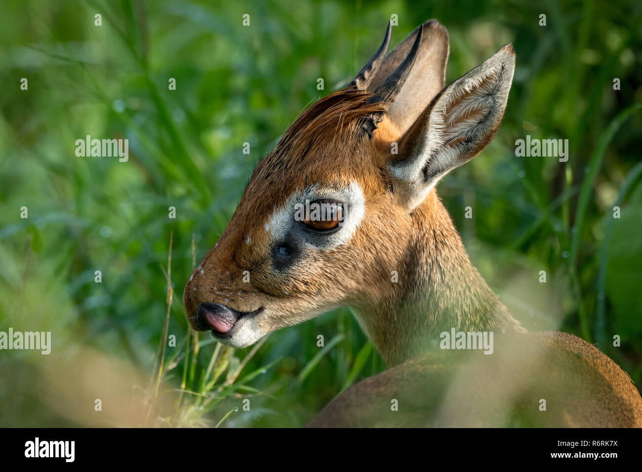 Close-up of Kirk dik-dik with tongue showing Stock Photo - Alamy