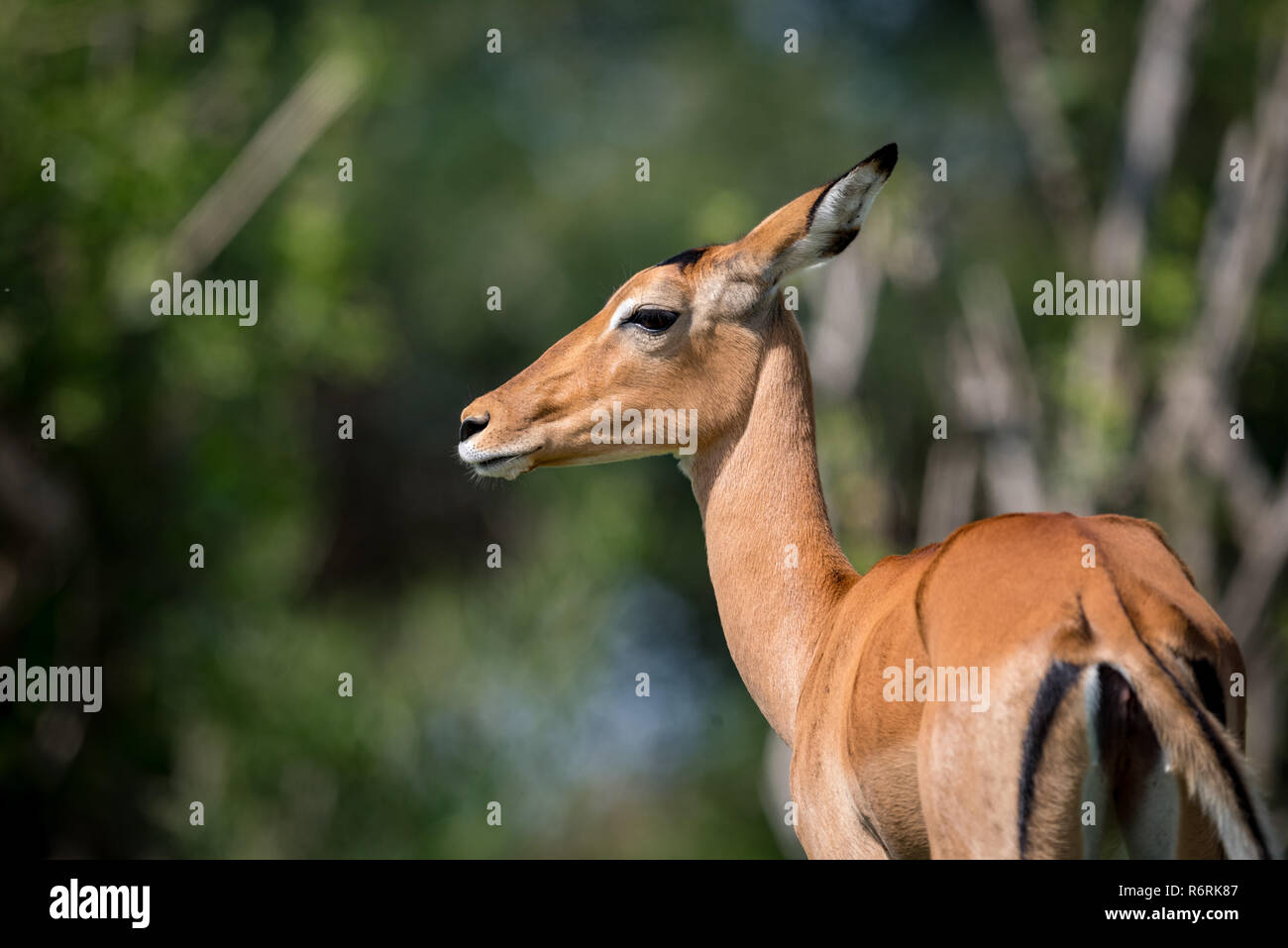 Close-up of female impala with head turned Stock Photo - Alamy