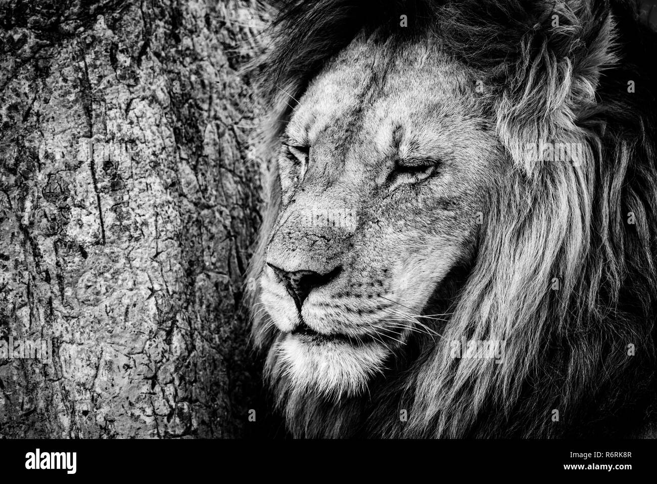 Scratched tree hi-res stock photography and images - Alamy