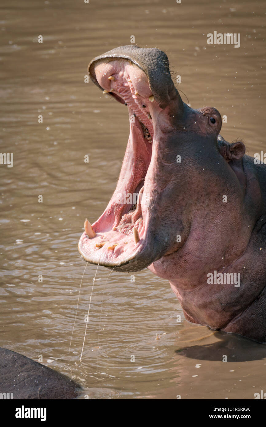 Close-up of hippopotamus with mouth wide open Stock Photo - Alamy
