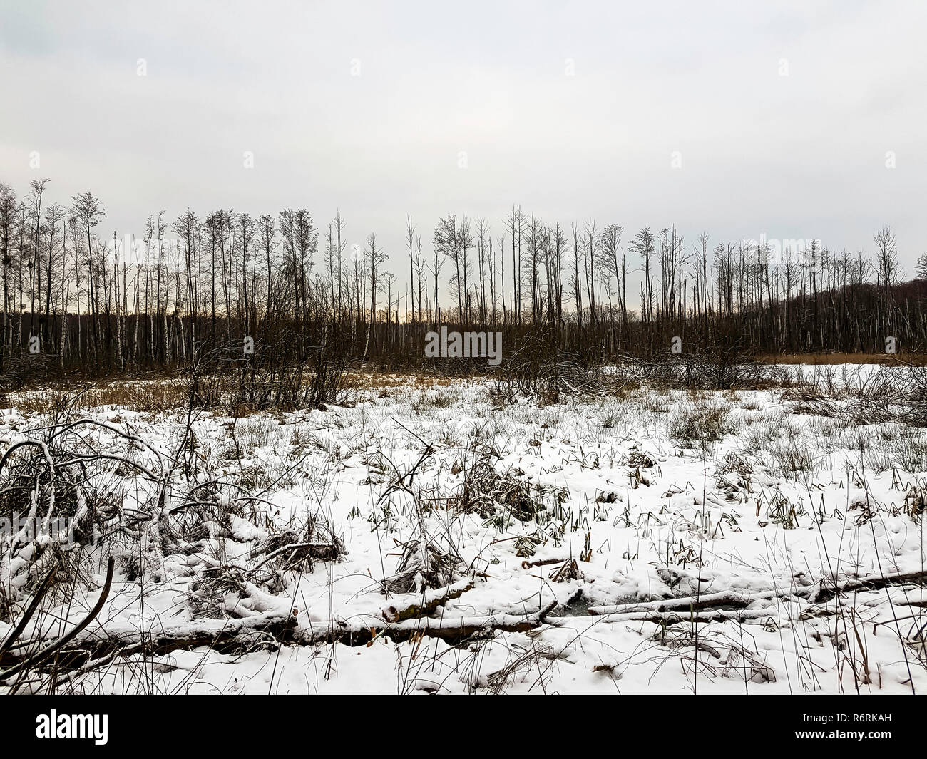 Sunset over swamp in Kampinos National Park in winter Stock Photo - Alamy
