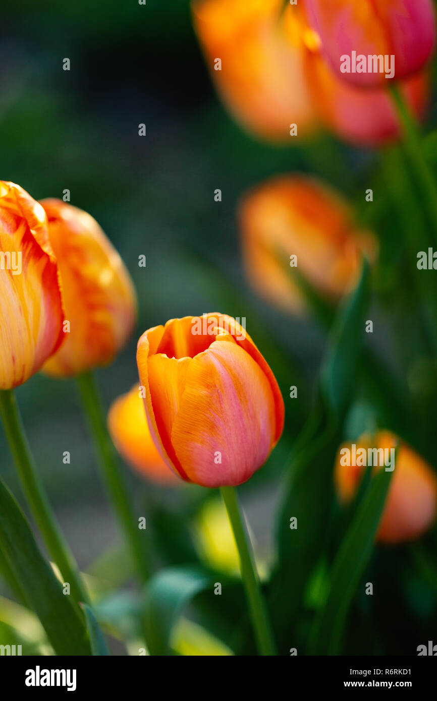 Spring tulips background Stock Photo - Alamy