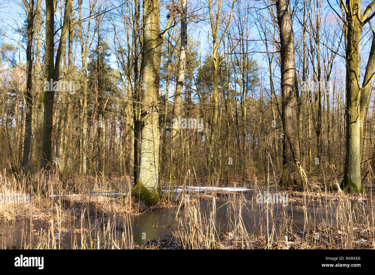 Frozen swamp hi-res stock photography and images - Alamy
