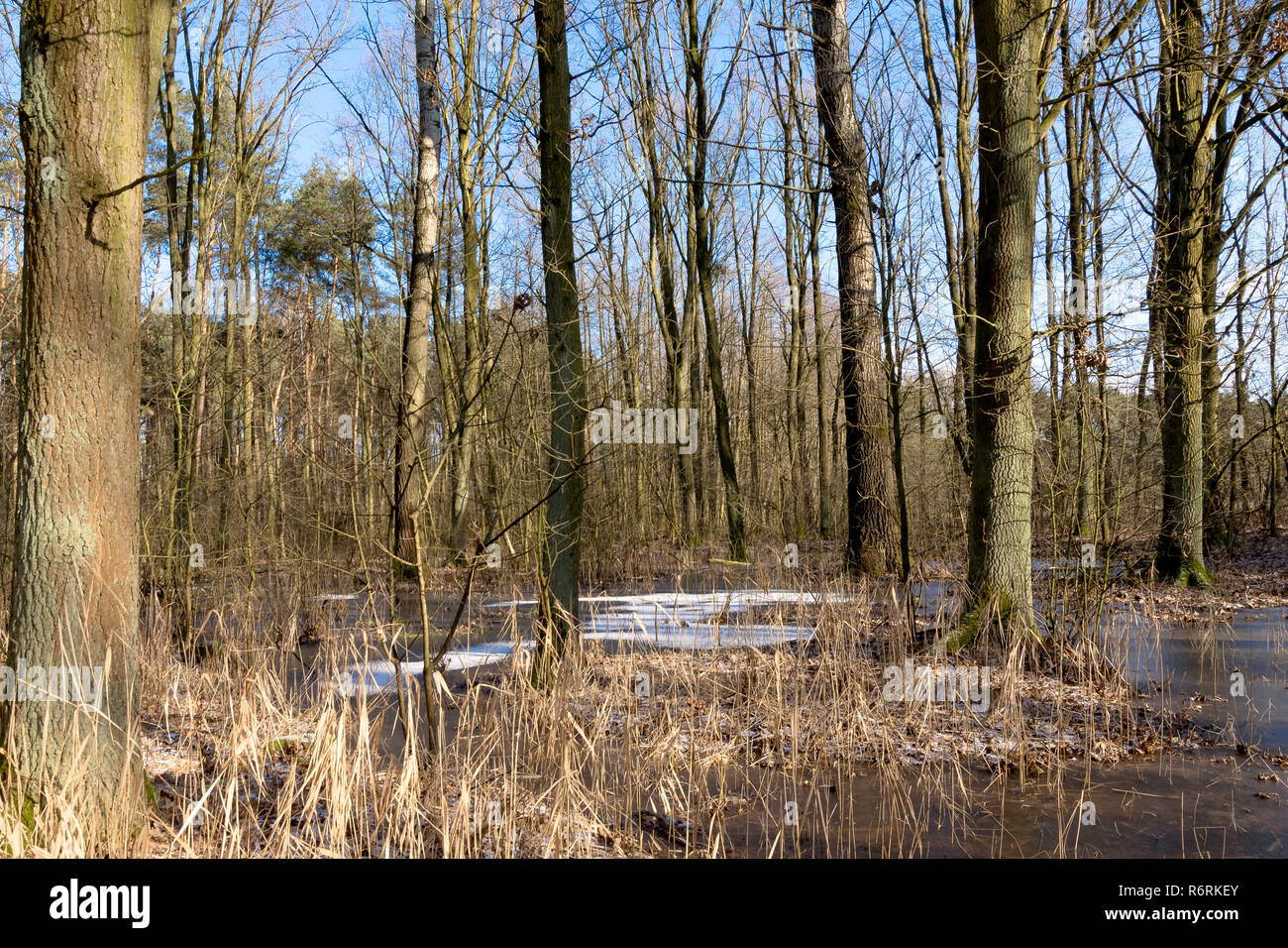 Frozen swamp hi-res stock photography and images - Alamy