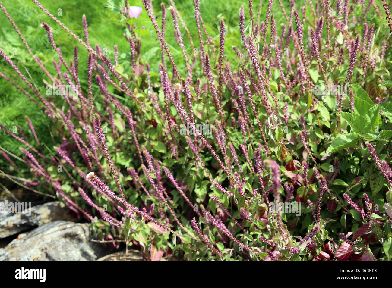 apamarga - achyranthes aspera Stock Photo - Alamy