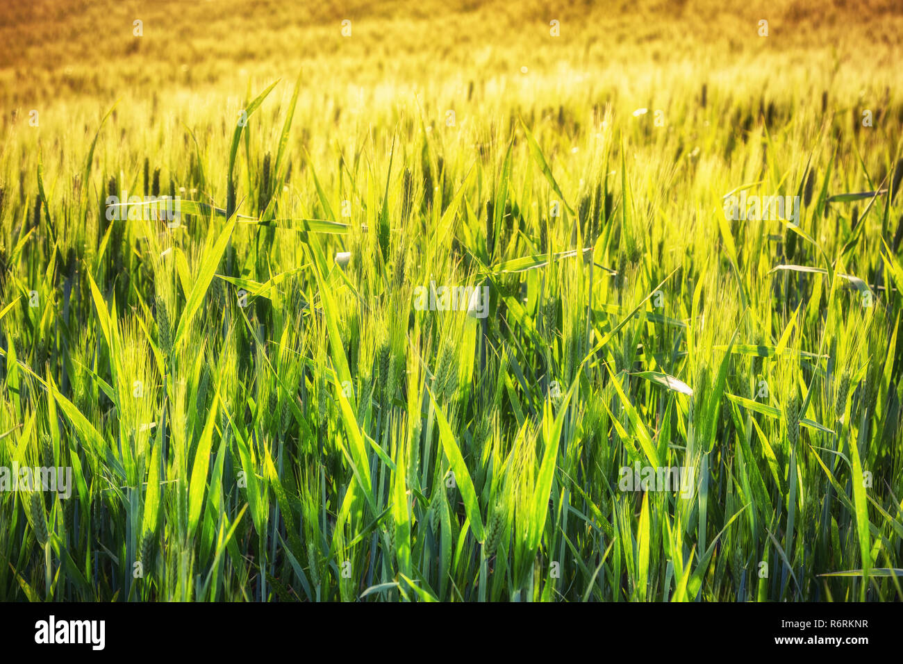 Rey field hi-res stock photography and images - Alamy