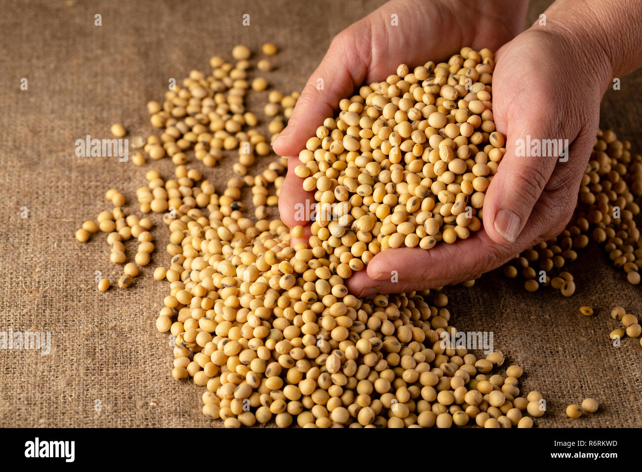 Soybeans close-up in human hands Stock Photo - Alamy