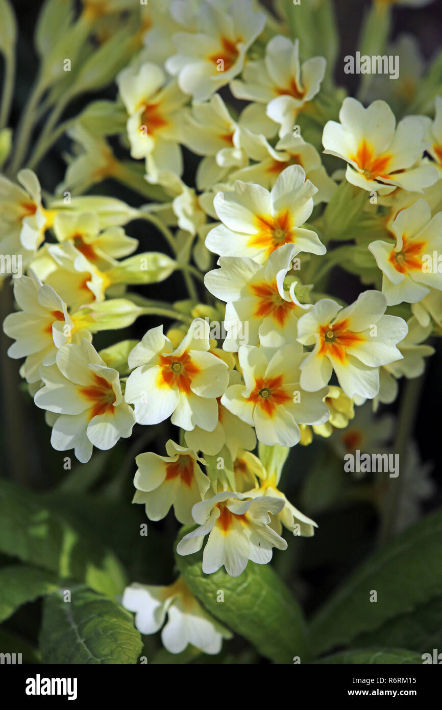 inflorescence of a garden primrose Stock Photo - Alamy