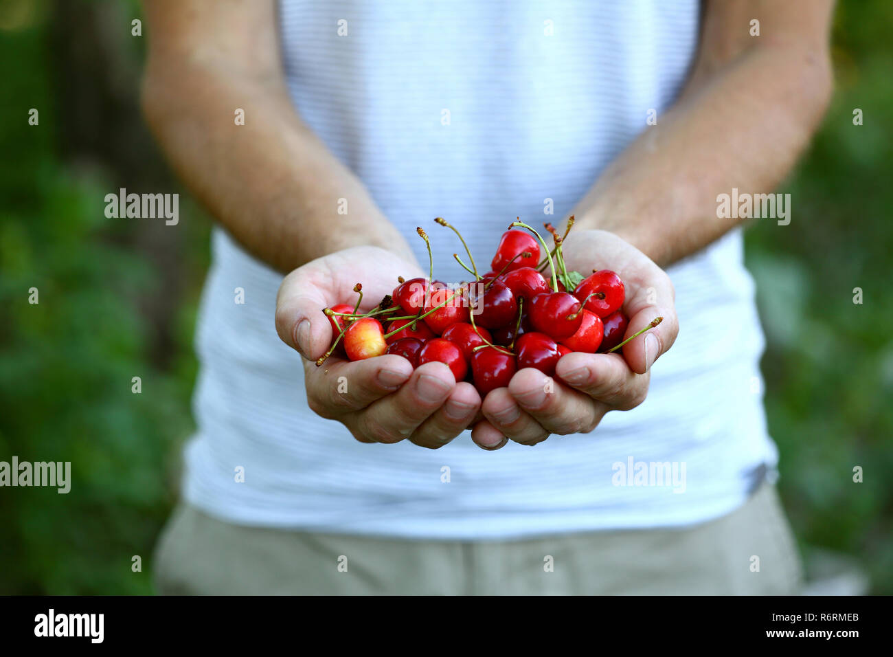 Fresh cherry in human hands Stock Photo - Alamy