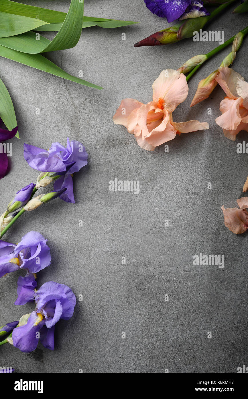 Concrete background with iris blossom Stock Photo - Alamy