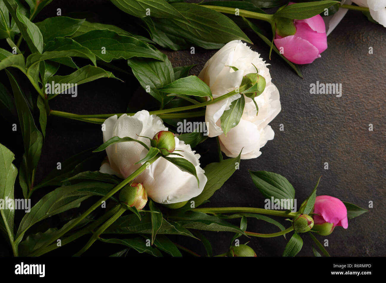 Peony top view hi-res stock photography and images - Alamy