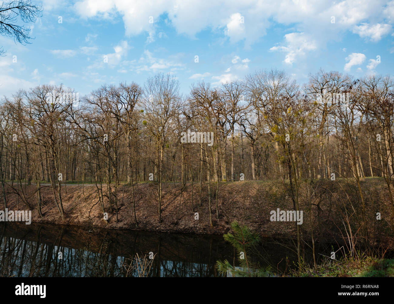 Spring nature forest and lake Stock Photo - Alamy