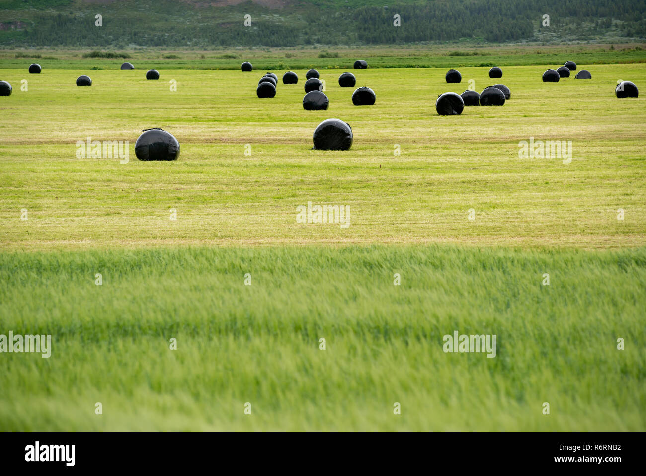 Hay harvest iceland europe hi-res stock photography and images - Alamy