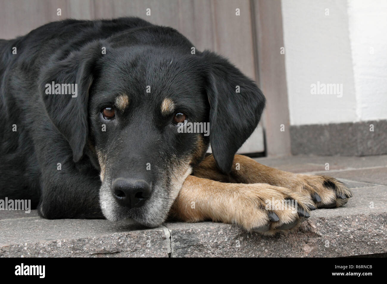 Saint Bernard And Black Lab Mix