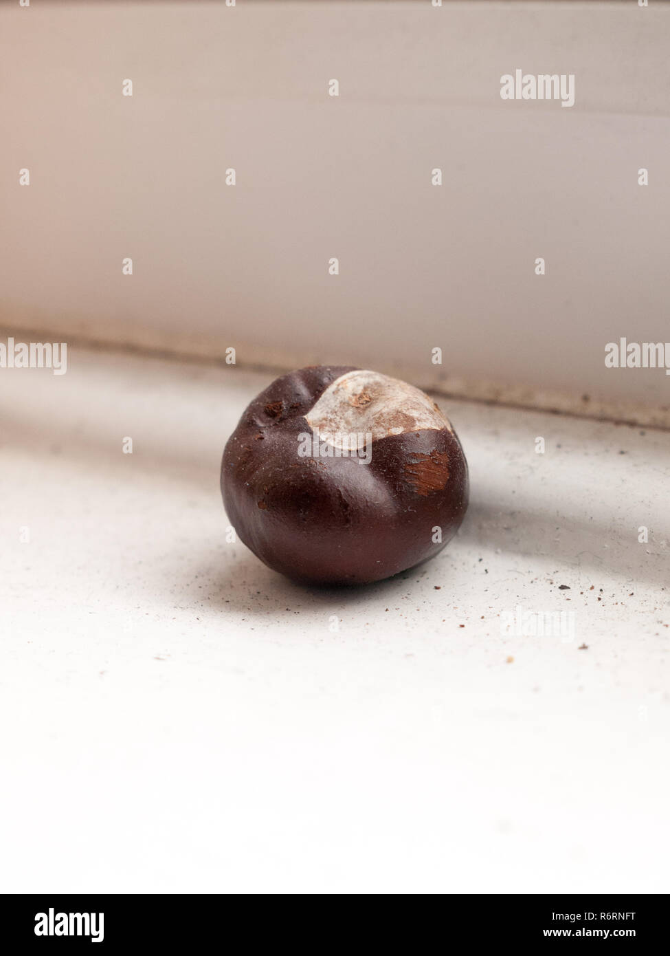 close up of old autumn conker chestnut window macro Stock Photo - Alamy