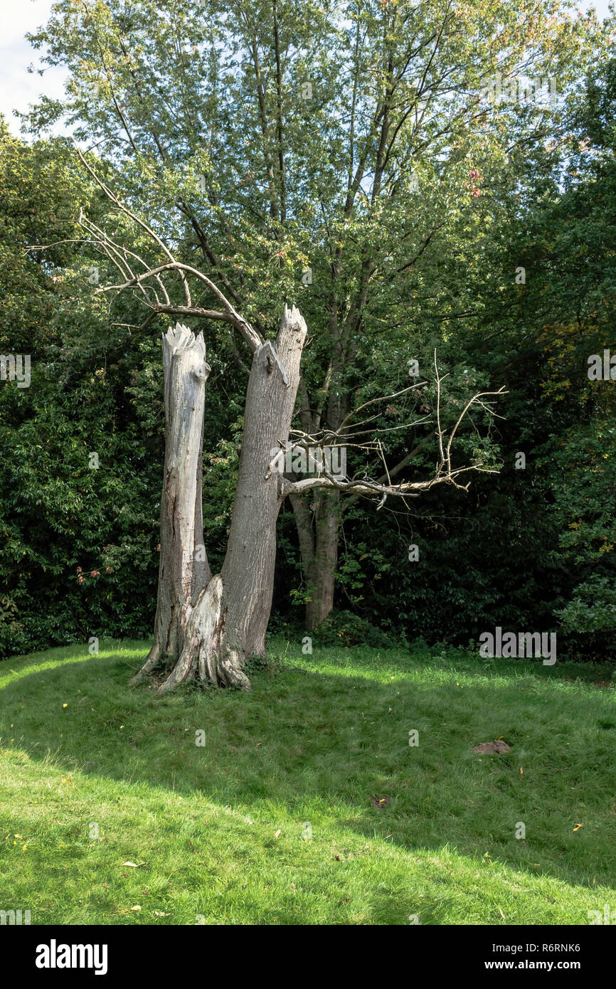 Lonely dead tree in pond hi-res stock photography and images - Alamy