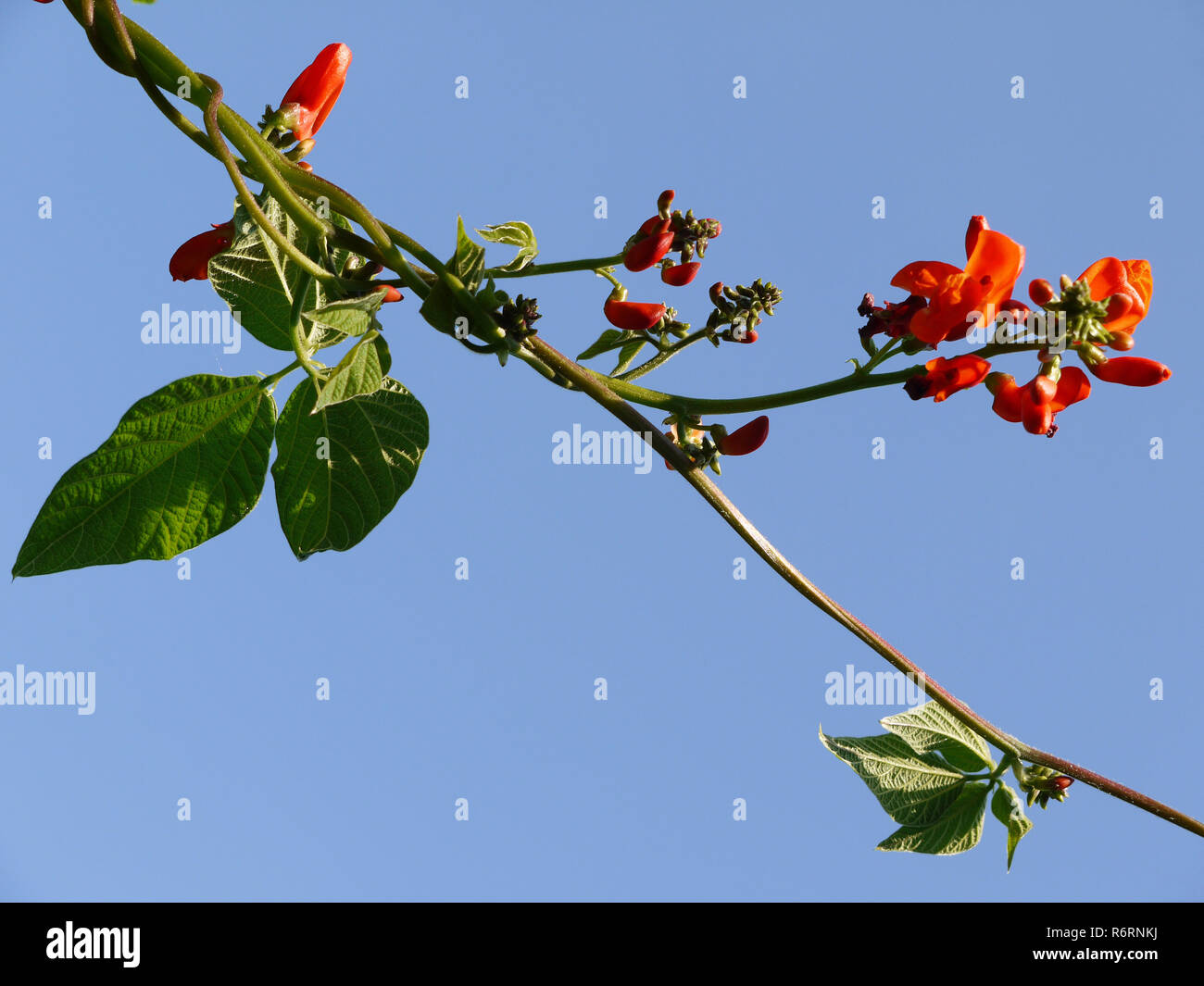 runner bean. phaseolus coccineus Stock Photo - Alamy
