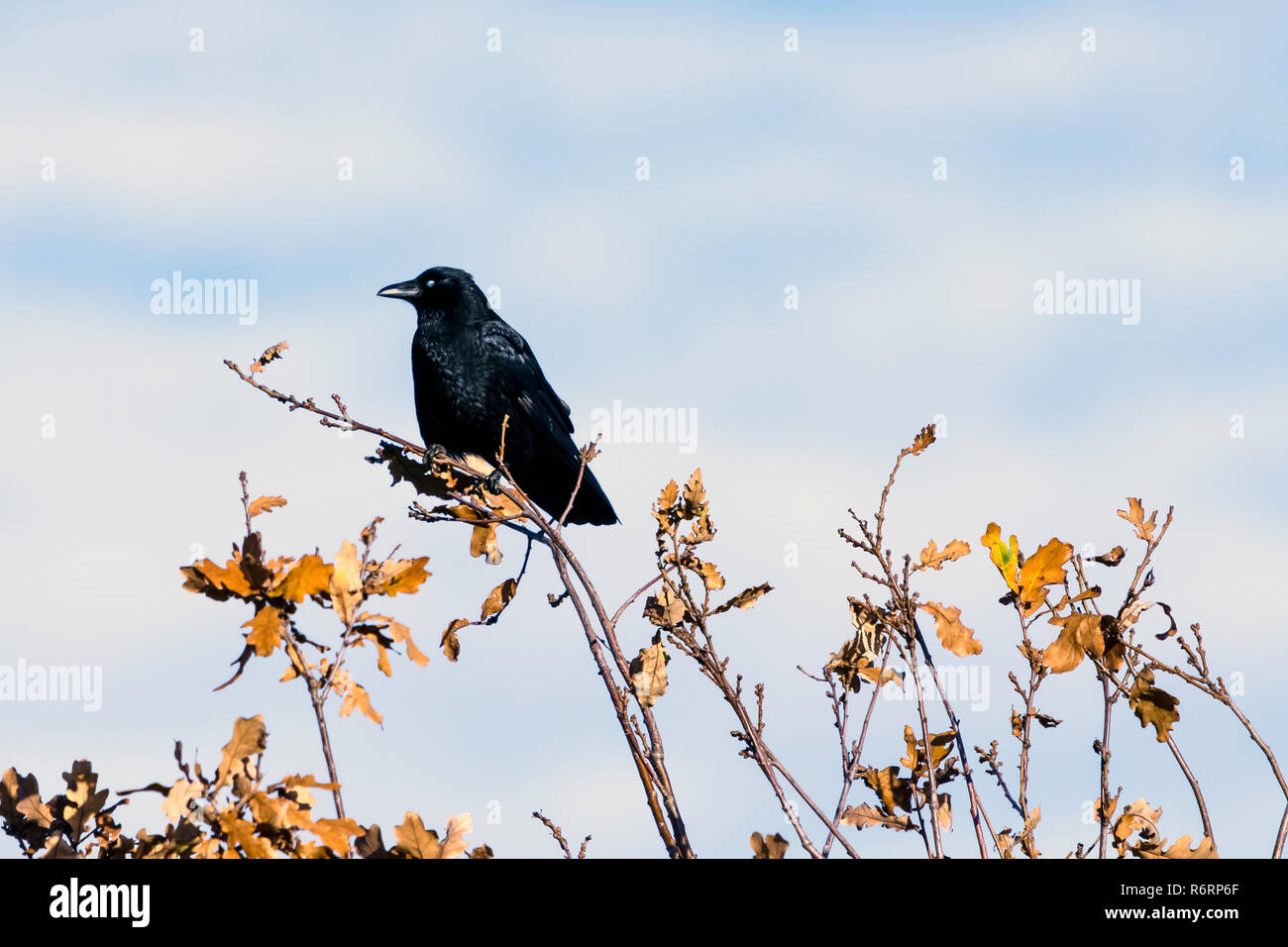 Wild raven in the park Stock Photo - Alamy