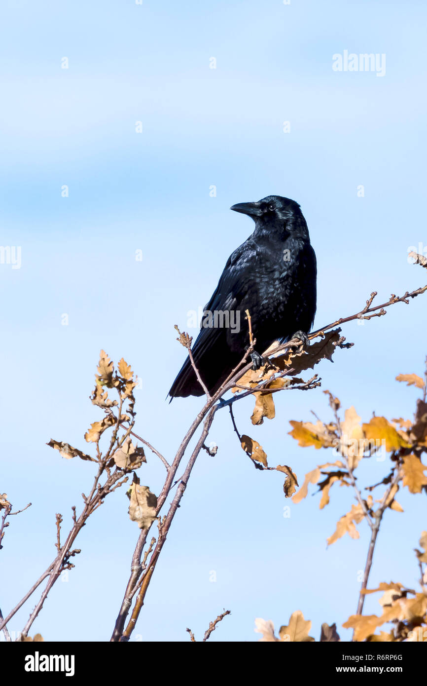 Raven sky animal wildlife hi-res stock photography and images - Alamy