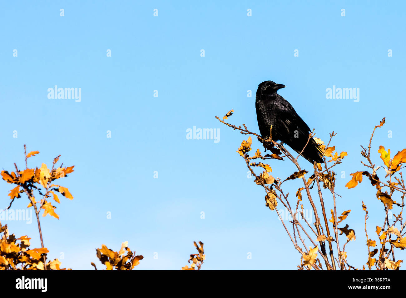 Wild raven in the park Stock Photo - Alamy