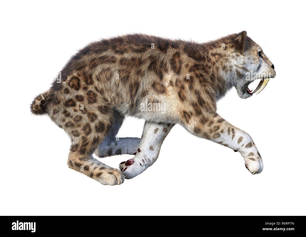 3D Rendering Sabertooth Tiger on White Stock Photo - Alamy