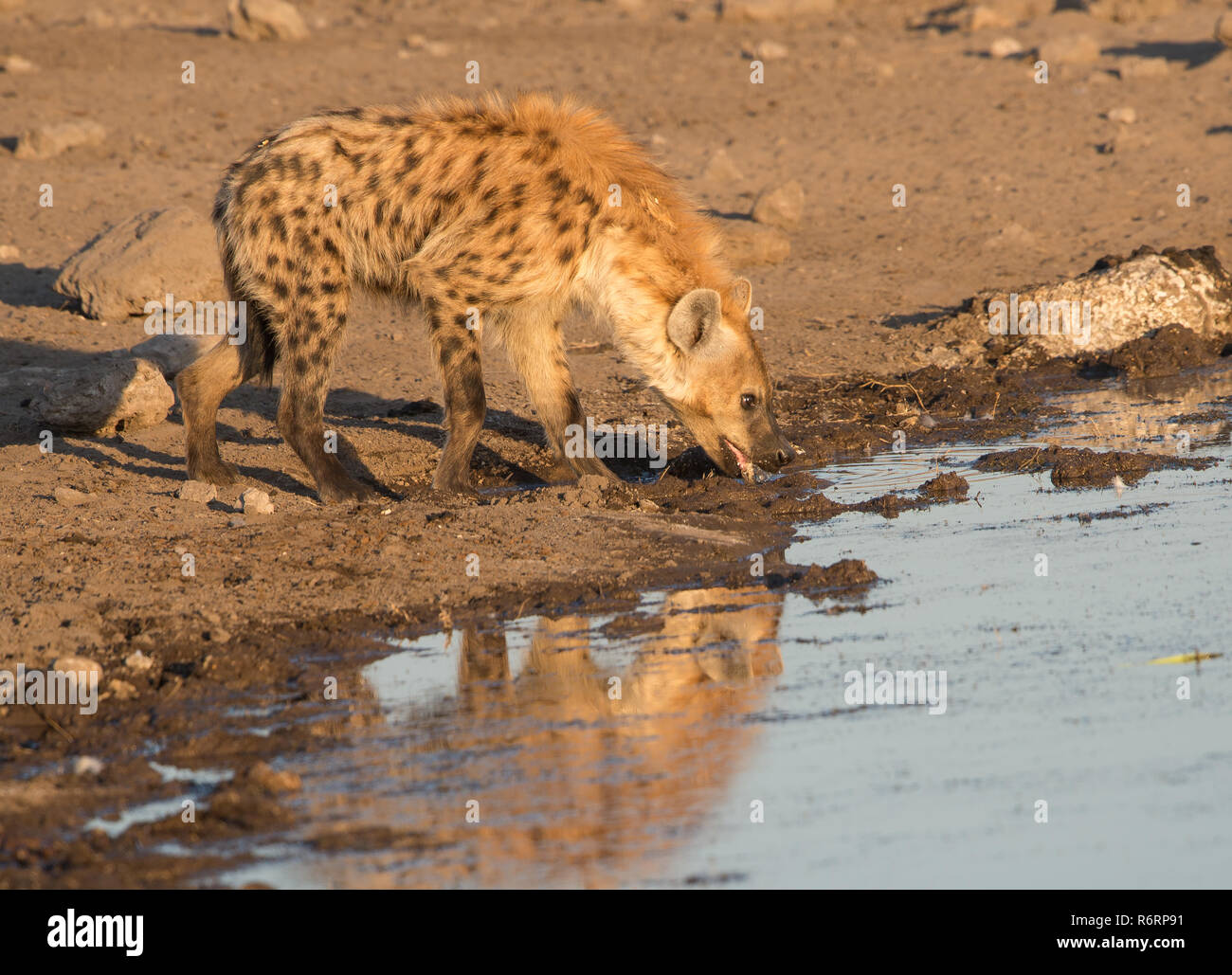 Hyena habitat hi-res stock photography and images - Alamy