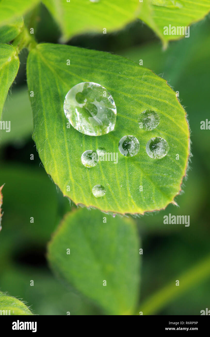 Water drops on garden plants Stock Photo - Alamy