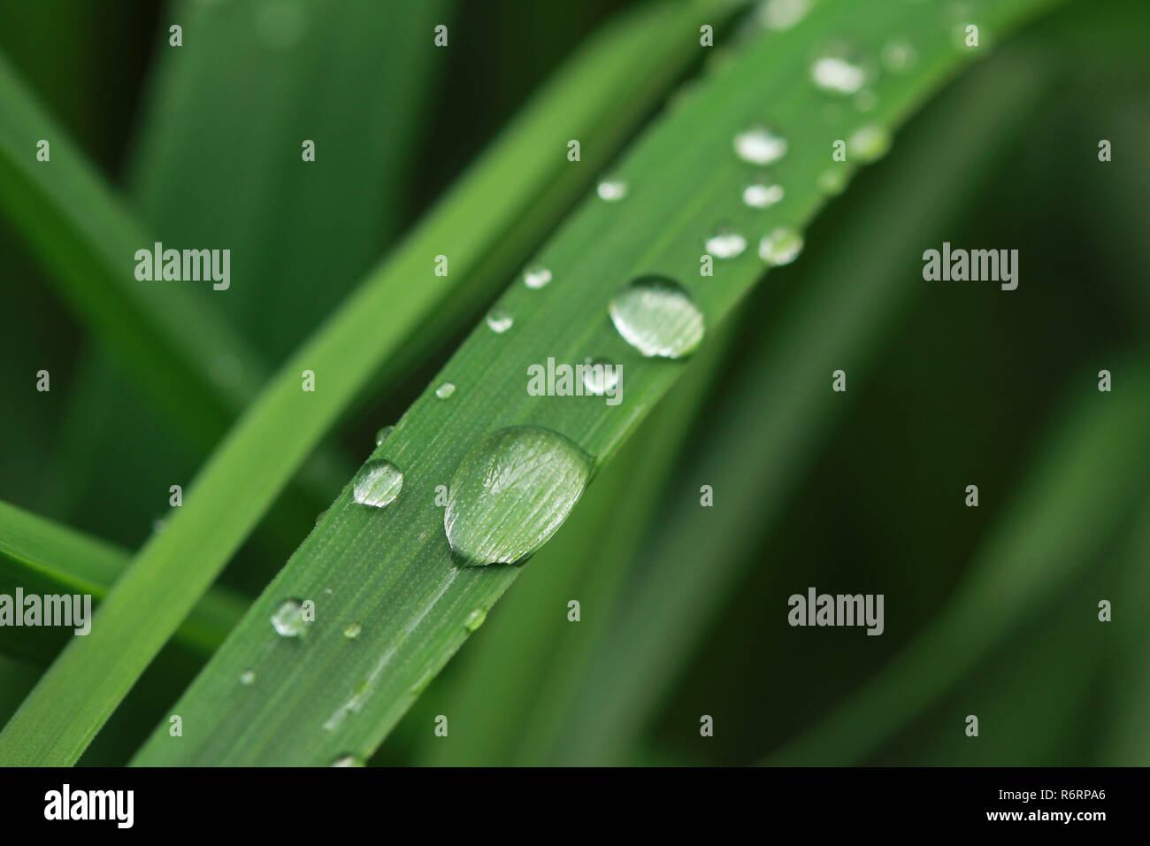 Water drops on garden plants Stock Photo - Alamy