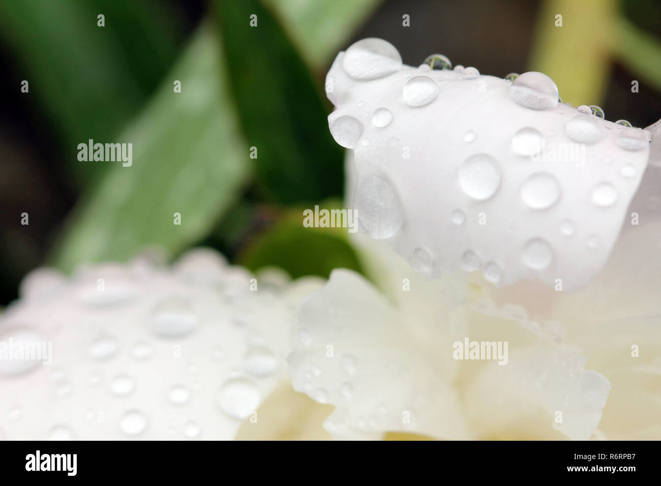 Water drops on garden plants Stock Photo - Alamy