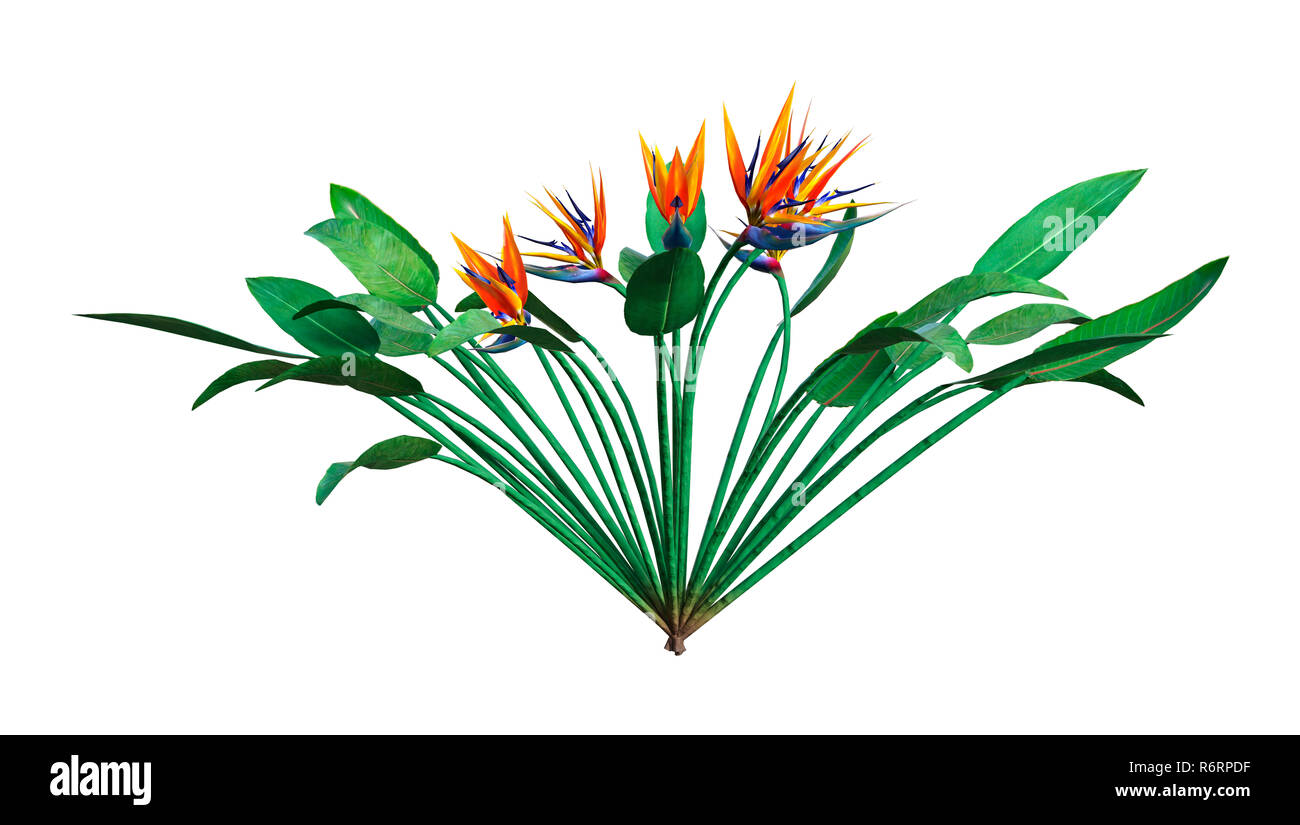 3D Rendering Strelitzia on White Stock Photo - Alamy