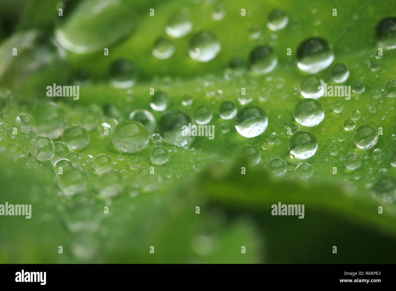 Water drops on garden plants Stock Photo - Alamy