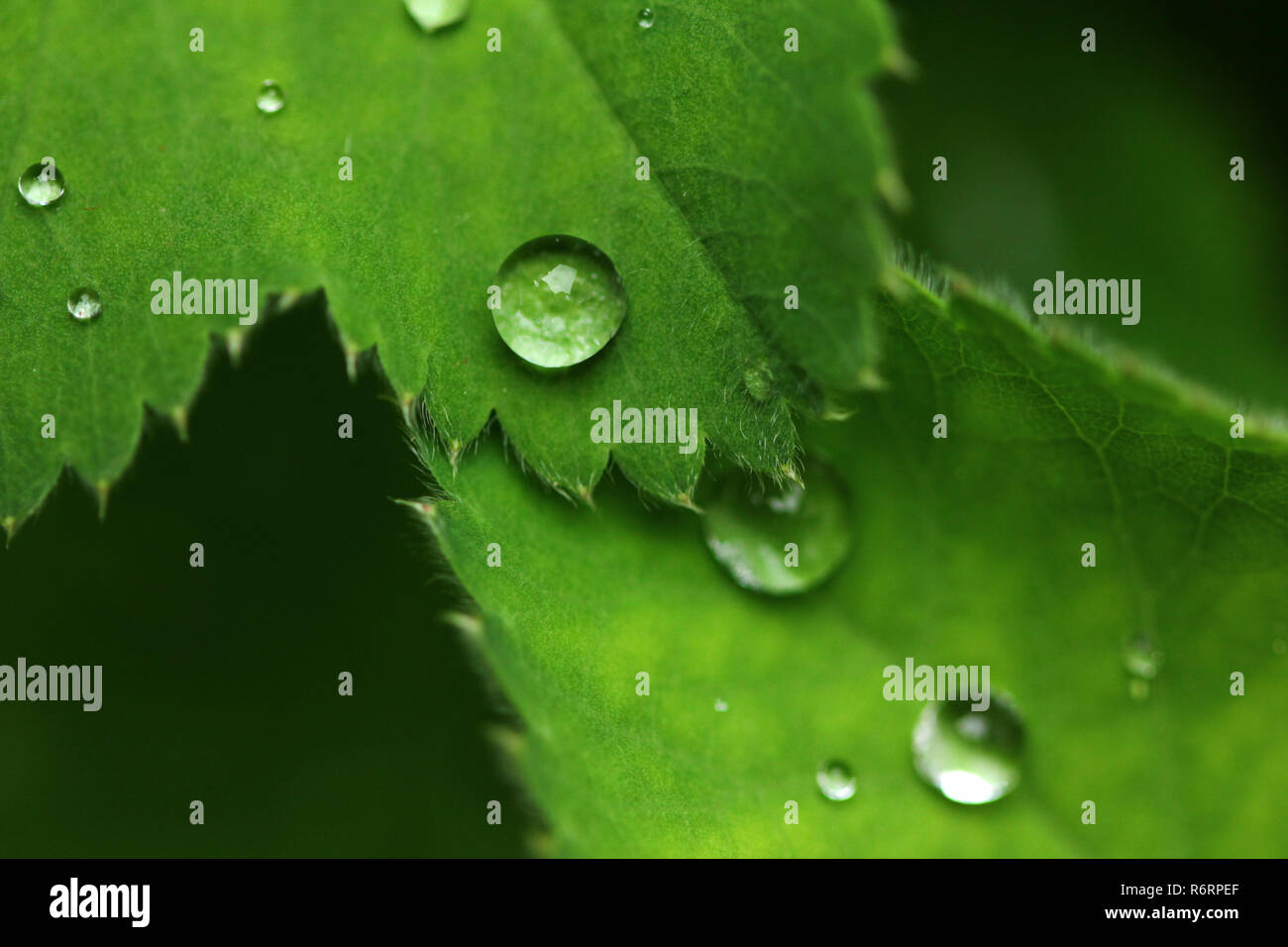 Water drops on garden plants Stock Photo - Alamy