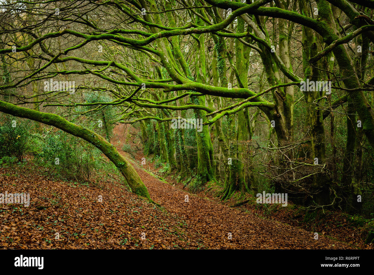 Moss-covered trees in a woodland on Mutter's Moor, East Devon, South ...