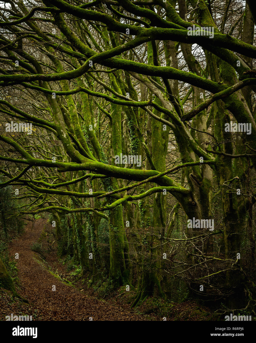 Moss-covered trees in a woodland on Mutter's Moor, East Devon, South ...