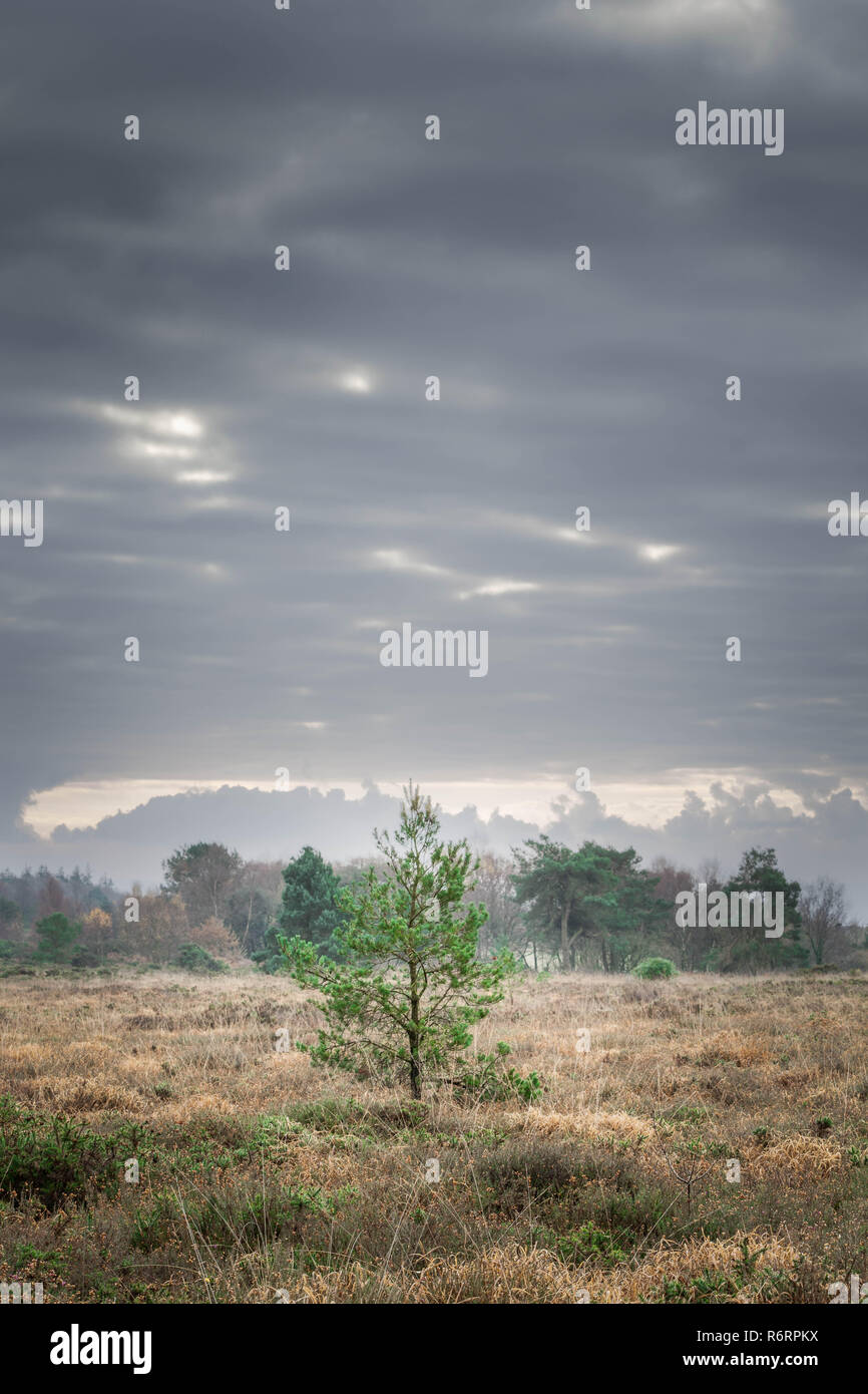 Storm clouds above a lone tree on the heathland of Mutter's Moor, East ...