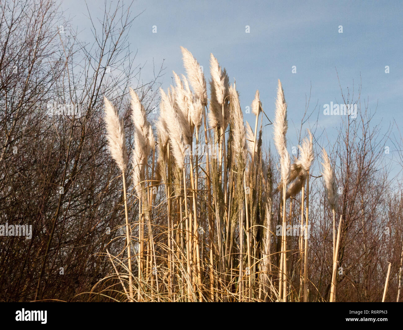 growing grass plant spring flower green foliage generic nature Stock ...