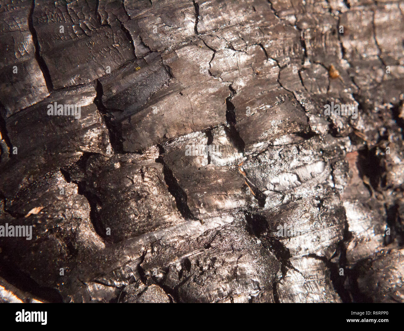 close up black texture of burnt charred tree stump forest charcoal ...