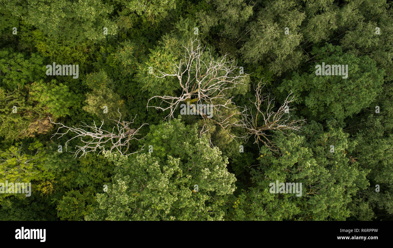 Drone photography of dead trees in a forest during summer day Stock ...