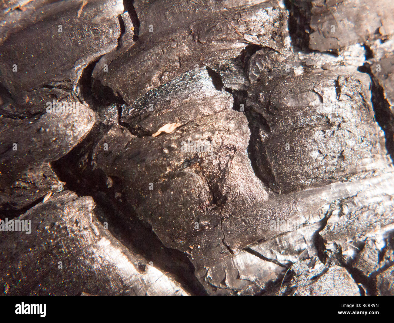 close up black texture of burnt charred tree stump forest charcoal ...