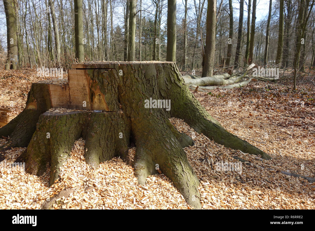 tree stump of a beech Stock Photo - Alamy
