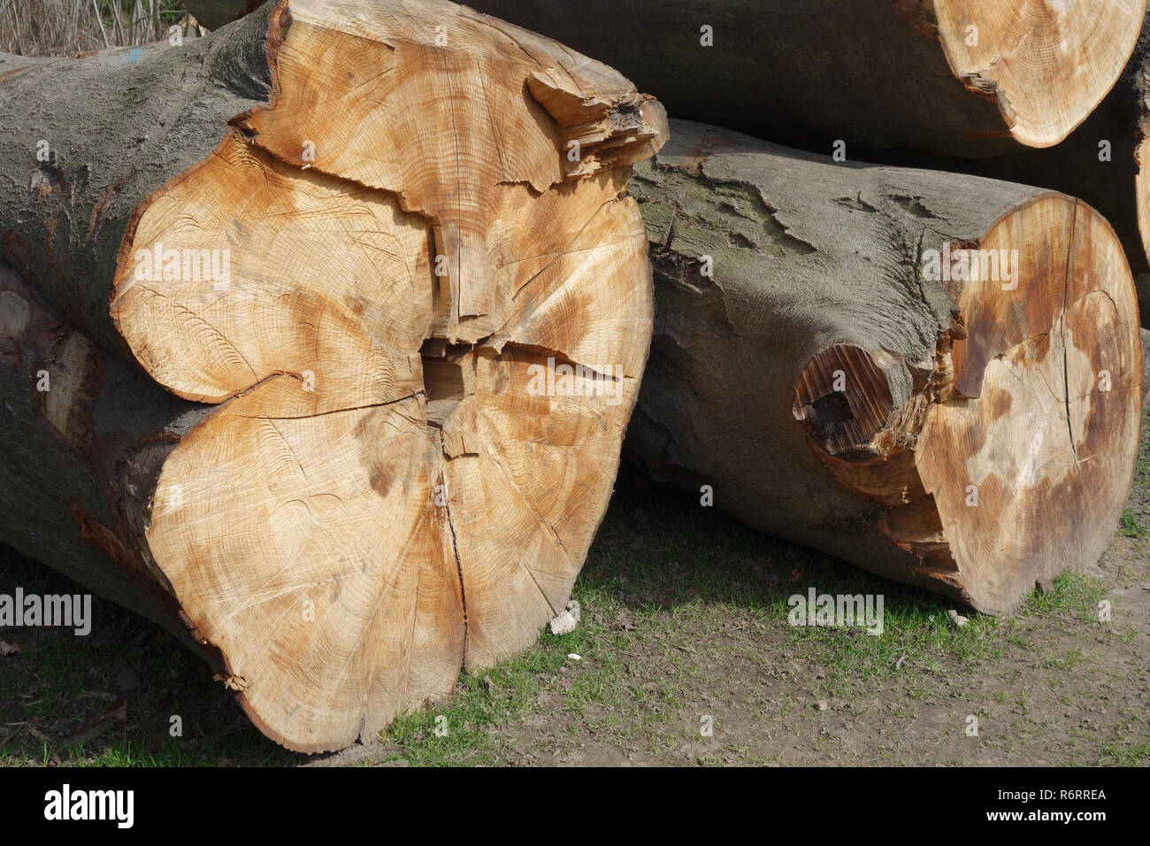 stored tree trunks of beech Stock Photo - Alamy