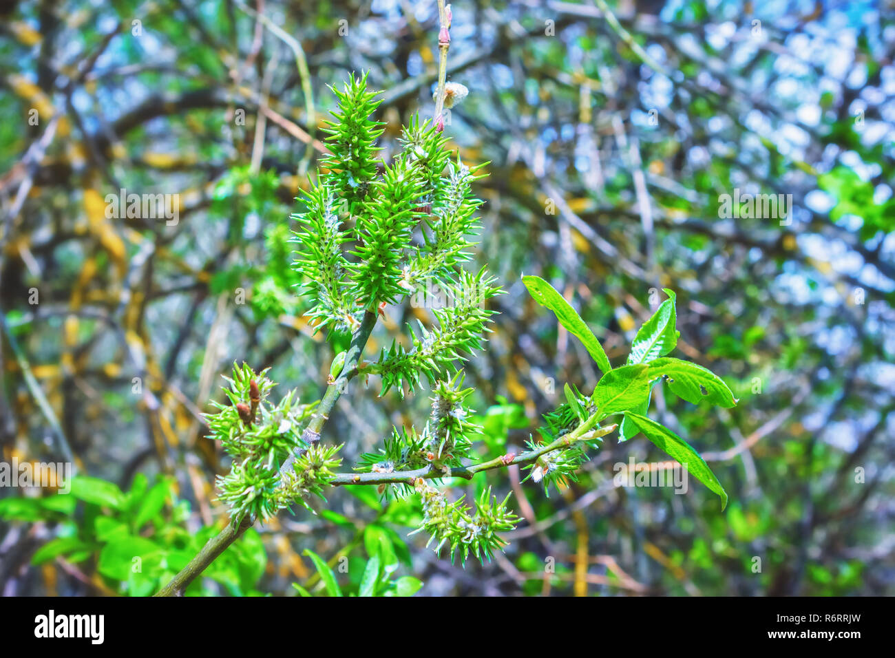 Light green catkins hi-res stock photography and images - Alamy