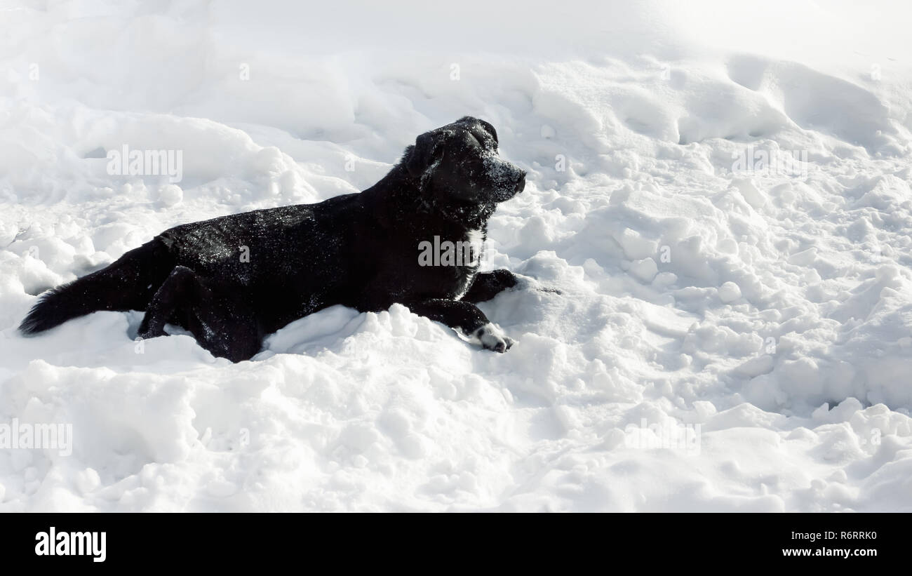 Lie half breed dog hi-res stock photography and images - Alamy