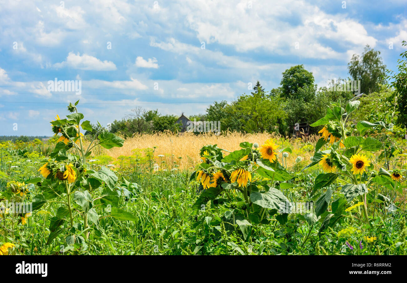 The stunning view of the countryside Stock Photo - Alamy