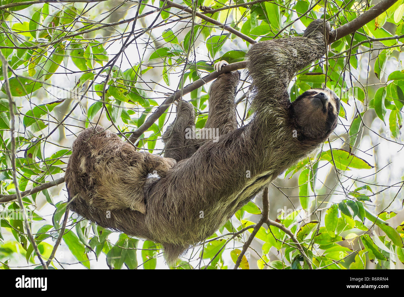 Jungle sloth hi-res stock photography and images - Alamy