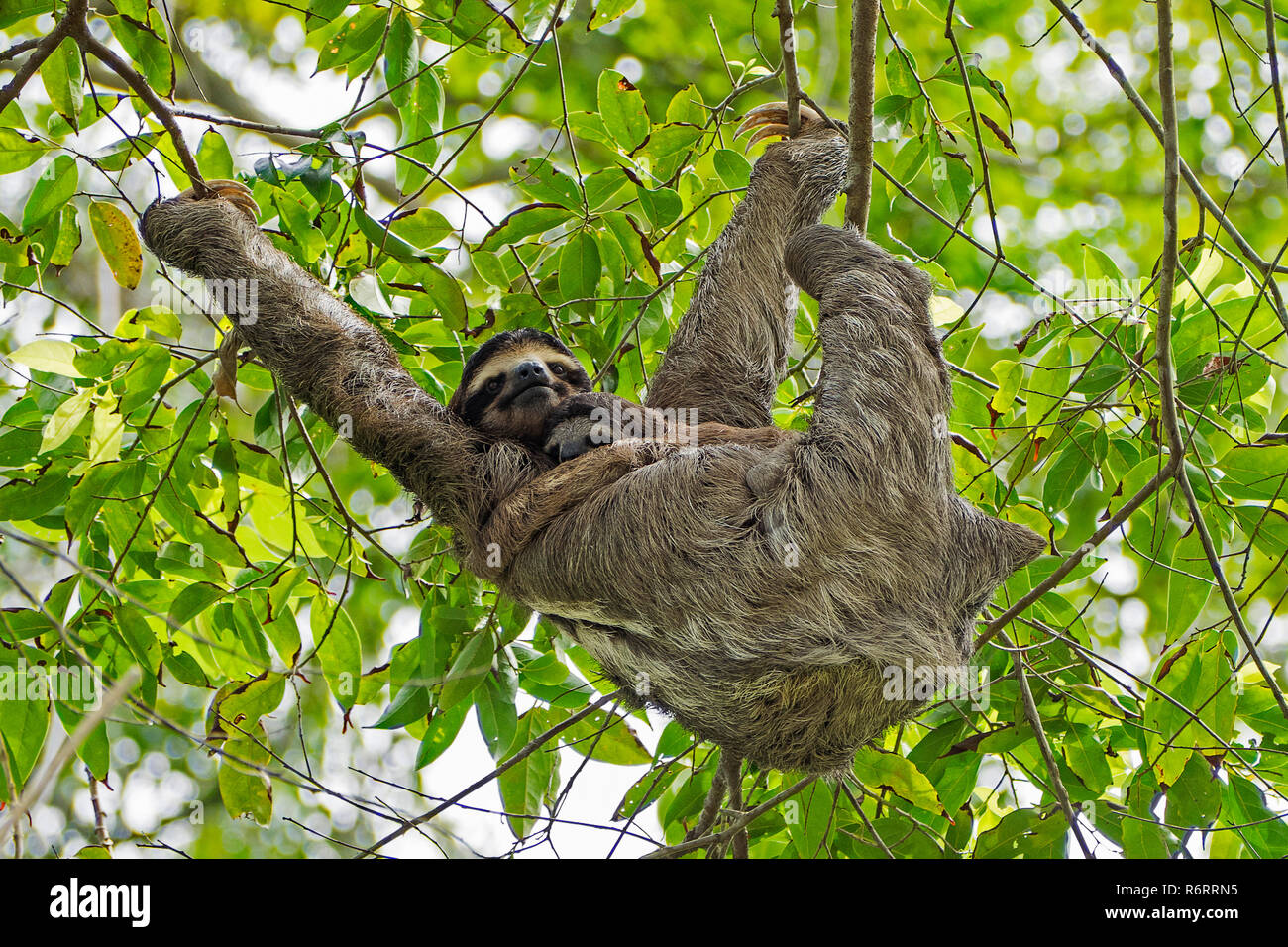 3 fingers sloth Stock Photo - Alamy