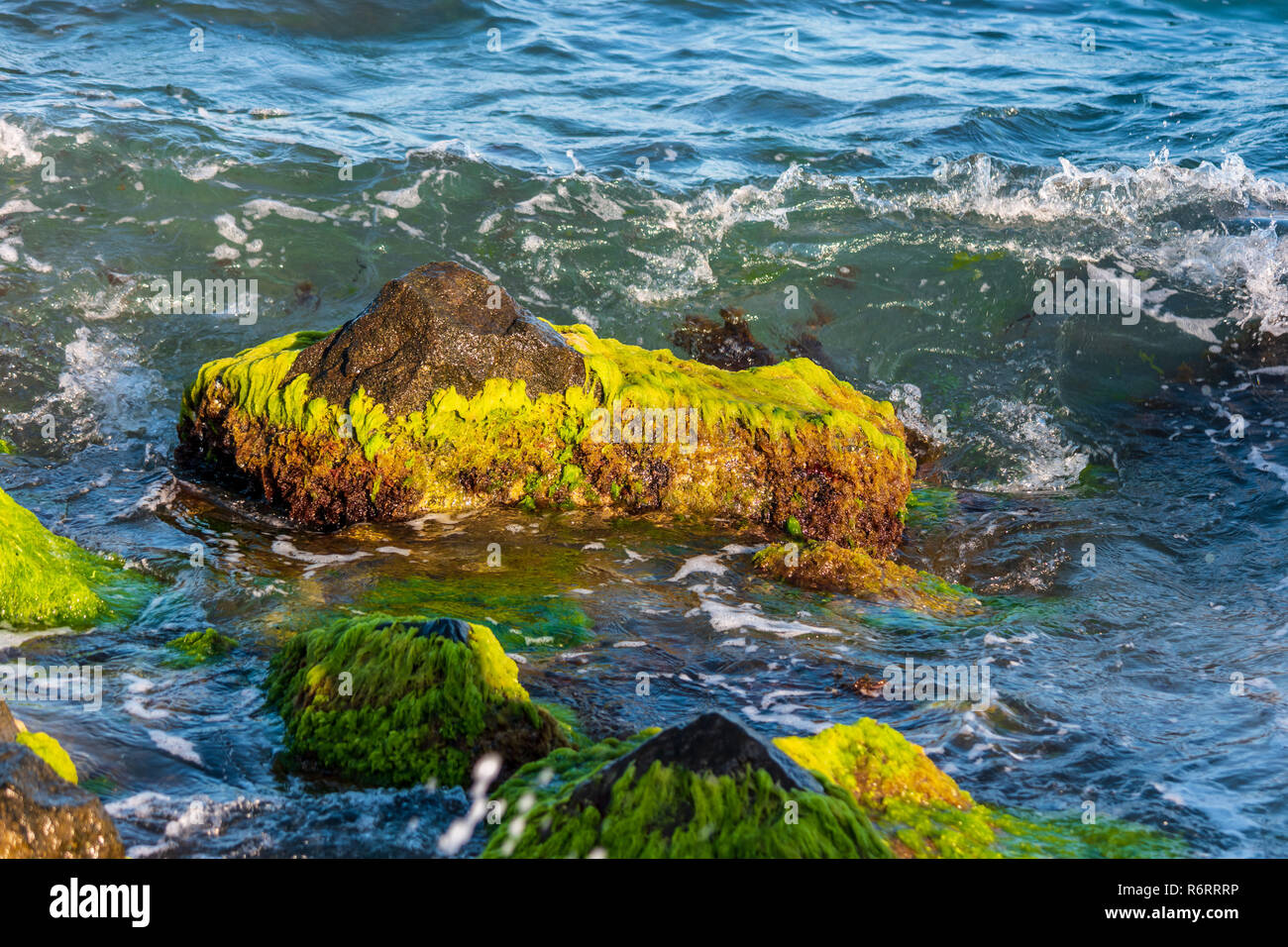 Water seaweed rocks hi-res stock photography and images - Alamy