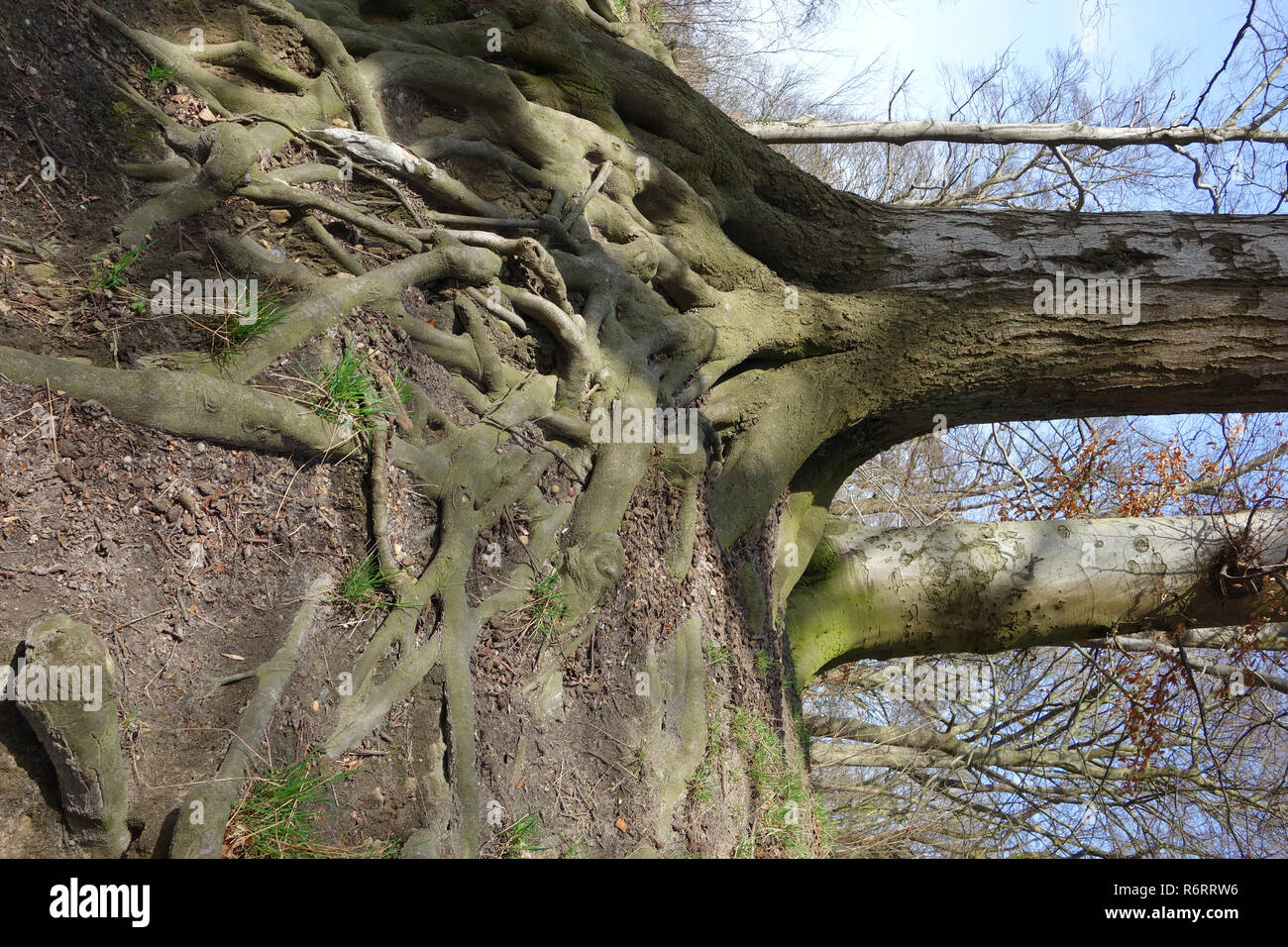 Book roots hi-res stock photography and images - Alamy