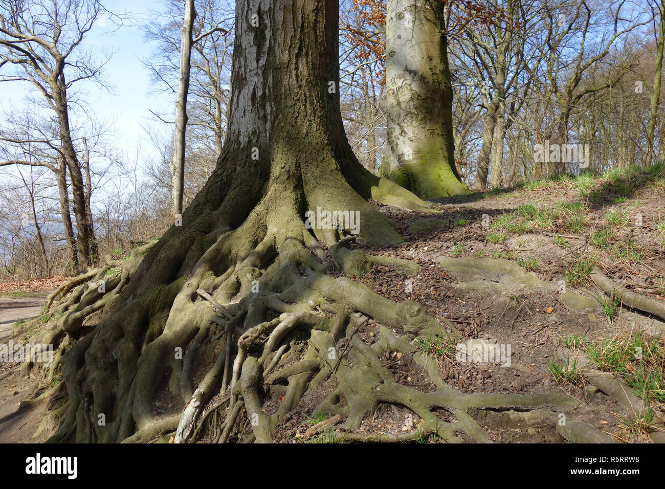 Book roots hi-res stock photography and images - Alamy